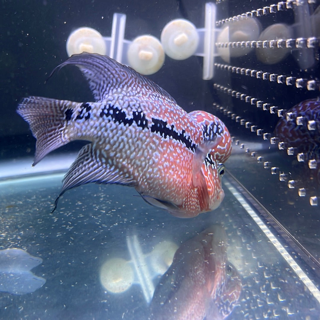 Super Red Dragon Flowerhorn – Windy City Aquatic