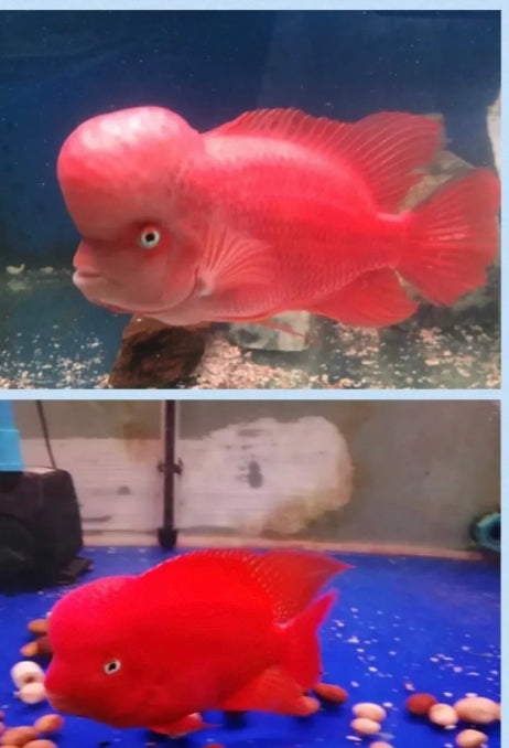 Super Red Monkey (SRM) Flowerhorn Juveniles – Windy City Aquatic